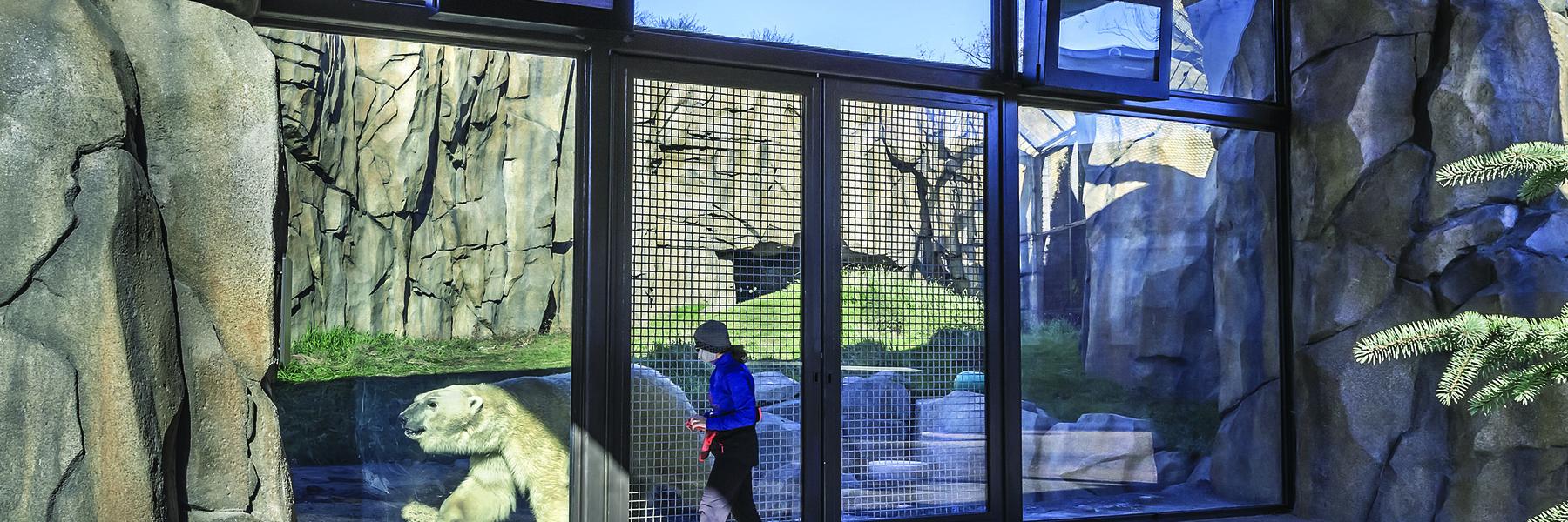 New Walter Arctic Tundra Exhibit at Lincoln Park Zoo