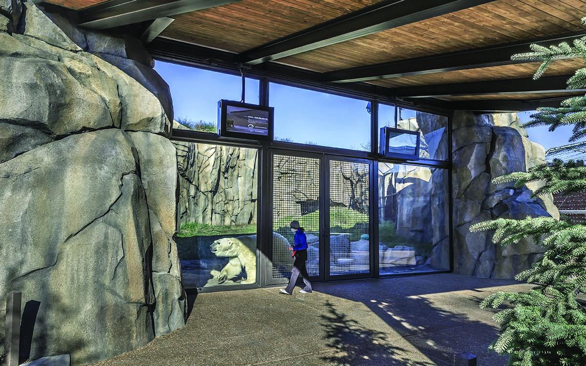 New Walter Arctic Tundra Exhibit at Lincoln Park Zoo
